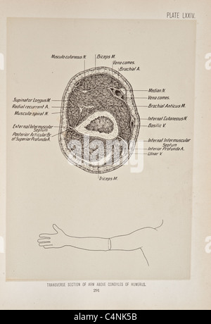 John B Deaver Surgical Anatomy copyright 1899 Stock Photo - Alamy