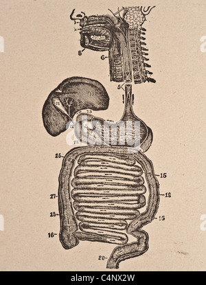 Antique medical illustration of human viscera, internal organs and the ...