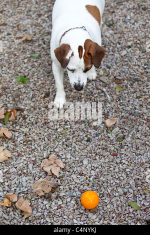 Jack Russell Terrier. Dog playing in winter park. Pet concept Stock ...