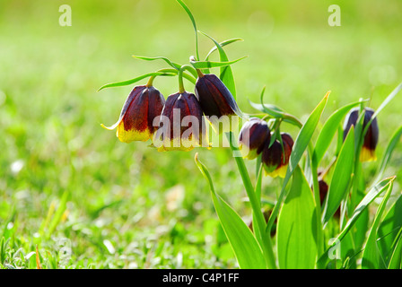 Chess Flower 01 Stock Photo - Alamy