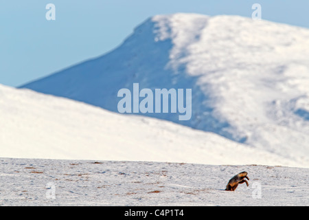 A fox plunges headfirst into the snow hunting for mice, Dempster ...