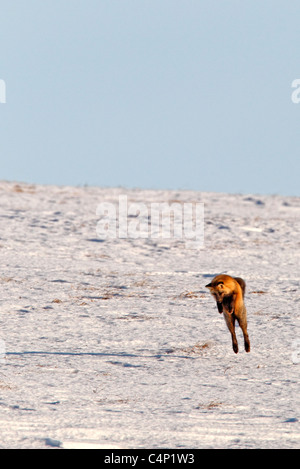 A cross fox leaps into the air while hunting for mice, Dempster Highway ...
