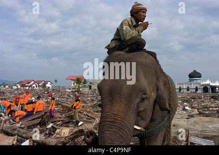 Tame elephants are used to help move the wreckage caused by the tsunami ...
