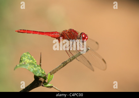 Orange-winged Dropwing (Trithemis kirbyi Stock Photo - Alamy
