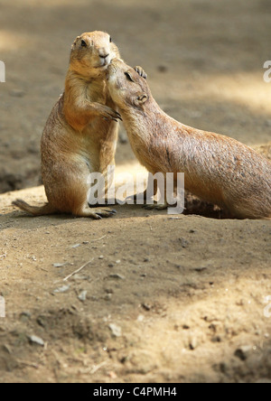 Two prairie dogs cuddling Stock Photo - Alamy