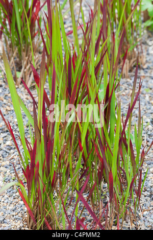 Imperata cylindrica Rubra Stock Photo - Alamy
