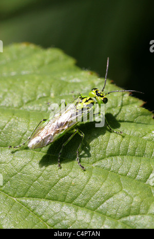 Green Sawfly, Rhogogaster viridis, Tenthredinidae, Symphyta, Hymenoptera Stock Photo - Alamy