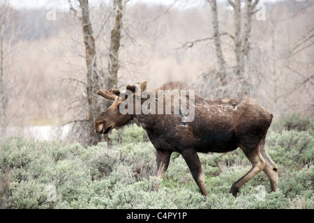Bull Moose in Velvet Stock Photo - Alamy