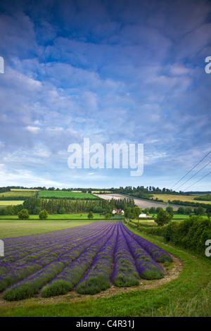 Lavender Field, Castle Farm, Darent Valley, near Eynsford, Kent ...
