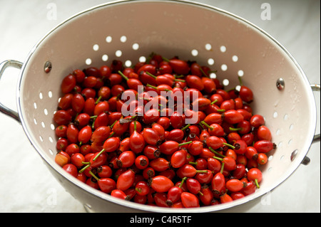 Rose hips in white colander Stock Photo - Alamy