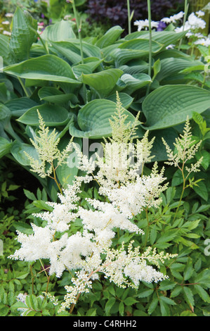 Astilbe Snowdrift in front of a fine Hosta plant Stock Photo - Alamy