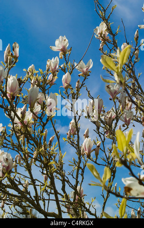 Magnolia grandiflora Goliath Stock Photo - Alamy