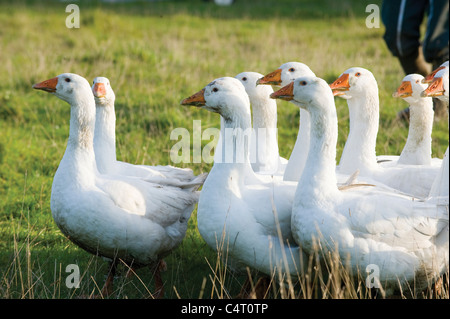 agriculture farming geese poultry farm goose geeser gander slaughter st ...