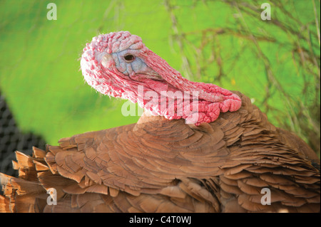 A Buff male variety of turkey turkeys farm Scotland UK free range ...