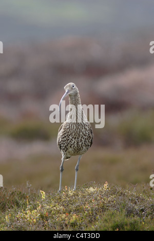 Curlew (Numenius arquata) on heather moorland, summer, North Yorkshire ...