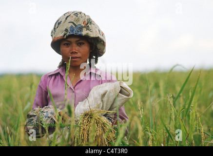 Transmigrant on a transmigration site in Sumatra Stock Photo - Alamy