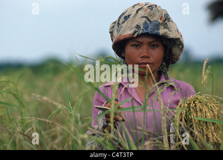 Transmigrant on a transmigration site in Sumatra Stock Photo - Alamy