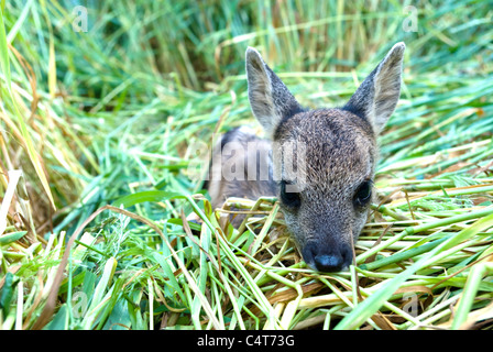 small roe deer over wheat background in sunny day Stock Photo - Alamy