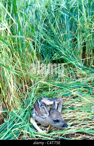 small roe deer over wheat background in sunny day Stock Photo - Alamy