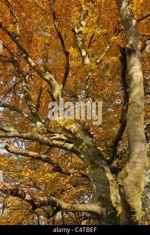 Looking up at European beech tree canopy {Fagus sylvatica} with ...