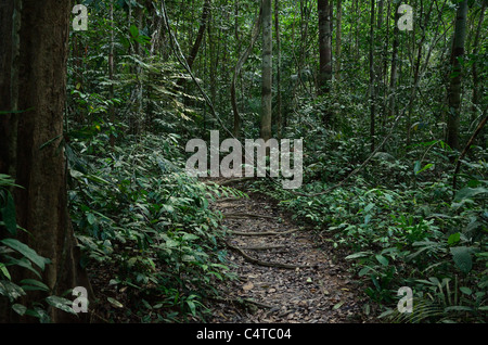 Path, Taman Negara National Park, Pahang, Malaysia Stock Photo - Alamy