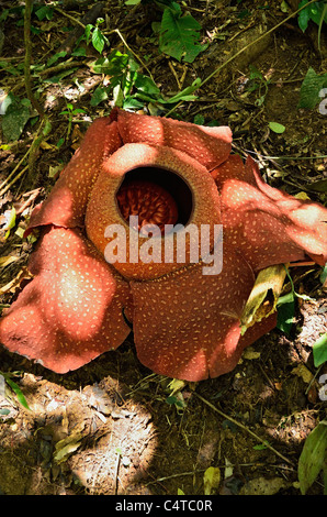 Blooming giant Rafflesia flower, Cameron Highlands rain forest ...
