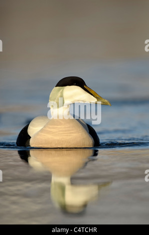 Common Eider Drake swimming on the surface Stock Photo - Alamy