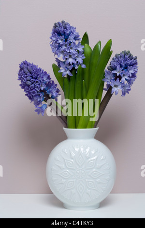 three blue grape hyacinths in front of red sandstone Stock Photo - Alamy