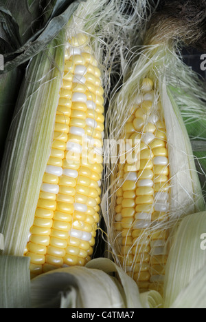 CROP OF MAIZE, ALSO KNOWN AS SWEET CORN IN FIELD At EDGE OF OFFA"S DYKE ...