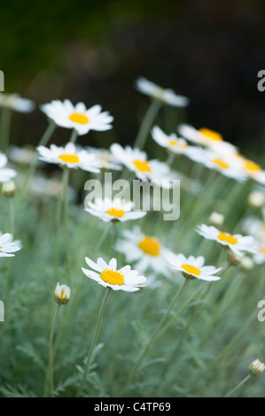Anthemis punctata subsp cupaniana flowering on a dry stone wall in ...