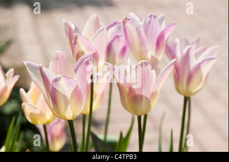 Pale yellow tulips in a back garden Stock Photo - Alamy