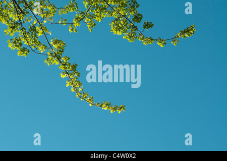 Red maple (Acer rubrum) - twigs with leaves changing color, in shades ...