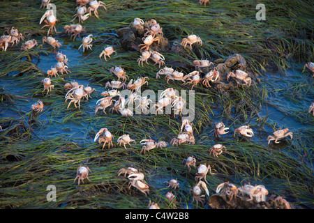 Fiddler crabs scavenging at low tide, at St Marks National Wildlife ...
