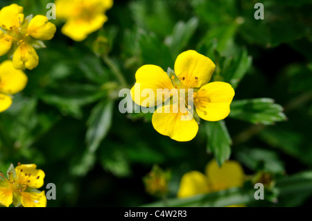 Four flowers of tormentil, a wild flower UK Stock Photo - Alamy
