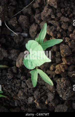 new born crop close-up Stock Photo - Alamy