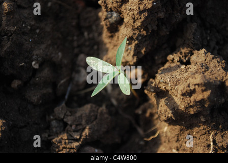 new born crop close-up Stock Photo - Alamy