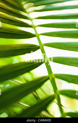 Puerto Rico, palm leaf Stock Photo - Alamy
