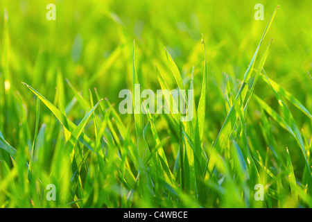 Close-up of fresh green grass blades with vibrant color and fine ...