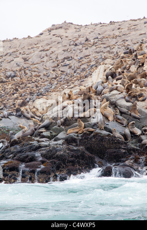 The Palomino islands, off the coast of Lima, Peru Stock Photo - Alamy
