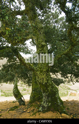 Island Oak (Quercus tomentella) trees, Santa Rosa Island, Channel ...