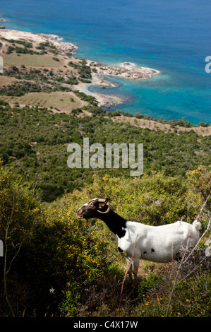 Goats Grazing on the Hill. Mediterranean Landscape Stock Photo - Alamy