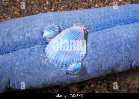Parasitic Eulimid Gastropod, Thyca crystallina, on the arm of a blue ...