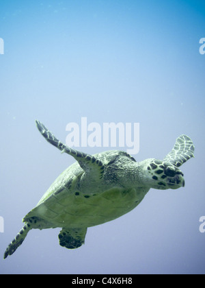 Green Turtle, Roatan, The Bay Islands, Honduras, Ce Stock Photo - Alamy