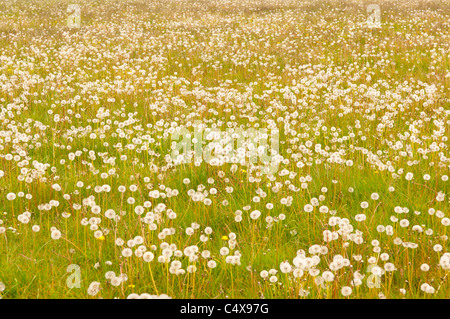 rape seed field in may Stock Photo - Alamy