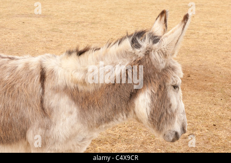 Donkeys at Redwings Horse Sanctuary at the Caldecott Visitor Centre in ...