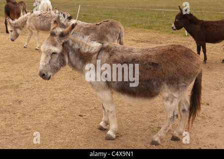 Donkeys at Redwings Horse Sanctuary at the Caldecott Visitor Centre in ...