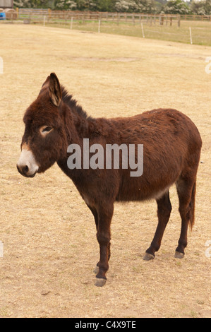 Donkeys at Redwings Horse Sanctuary at the Caldecott Visitor Centre in ...