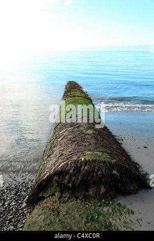 Old plugged up sewer pipe into the ocean exposed on a low tide calm ...
