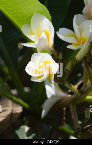 A border with fragrant flowers of plumeria, frangipani, orange blossom ...