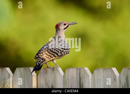 A Northern Flicker fledgling calls to its parents for food at Toronto ...